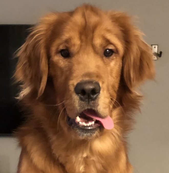 Give Ruby - Golden Bond Rescue