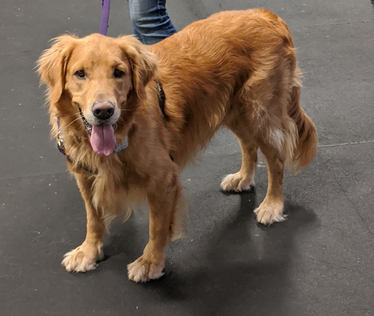 Professor Yates: Long Road Home - Golden Bond Rescue