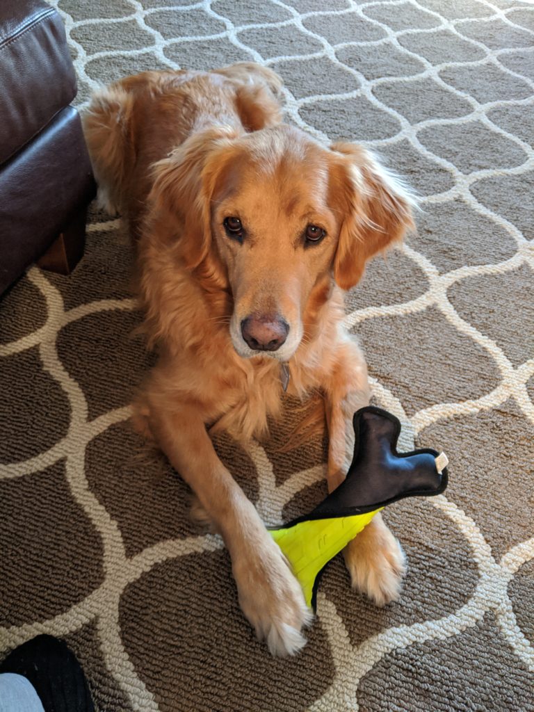 Professor Yates: Long Road Home - Golden Bond Rescue