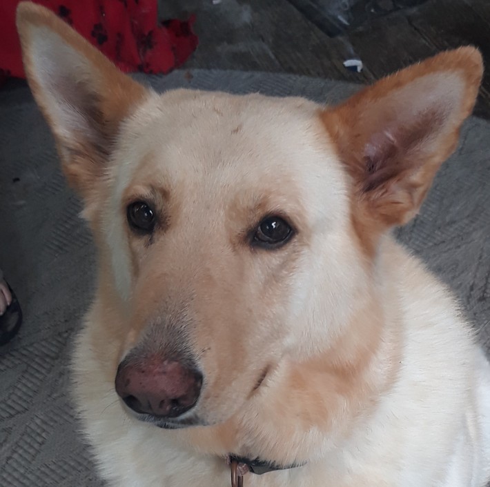 Labrador Adoption | Labrador Retriever Rescue | Lab Rescue