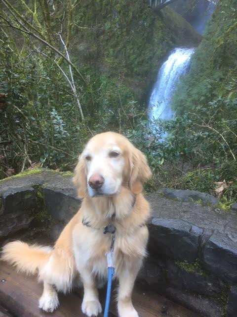 Kaden # 2980, renamed Gilbert - Golden Bond Rescue