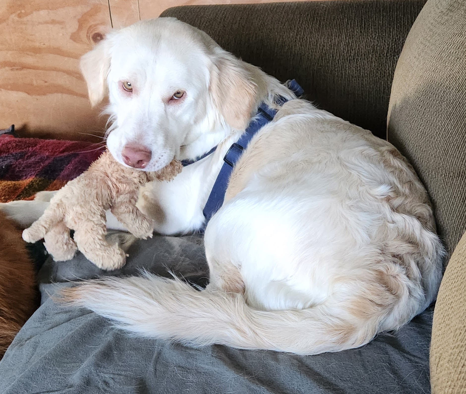 Butterscotch #3839 - Golden Bond Rescue