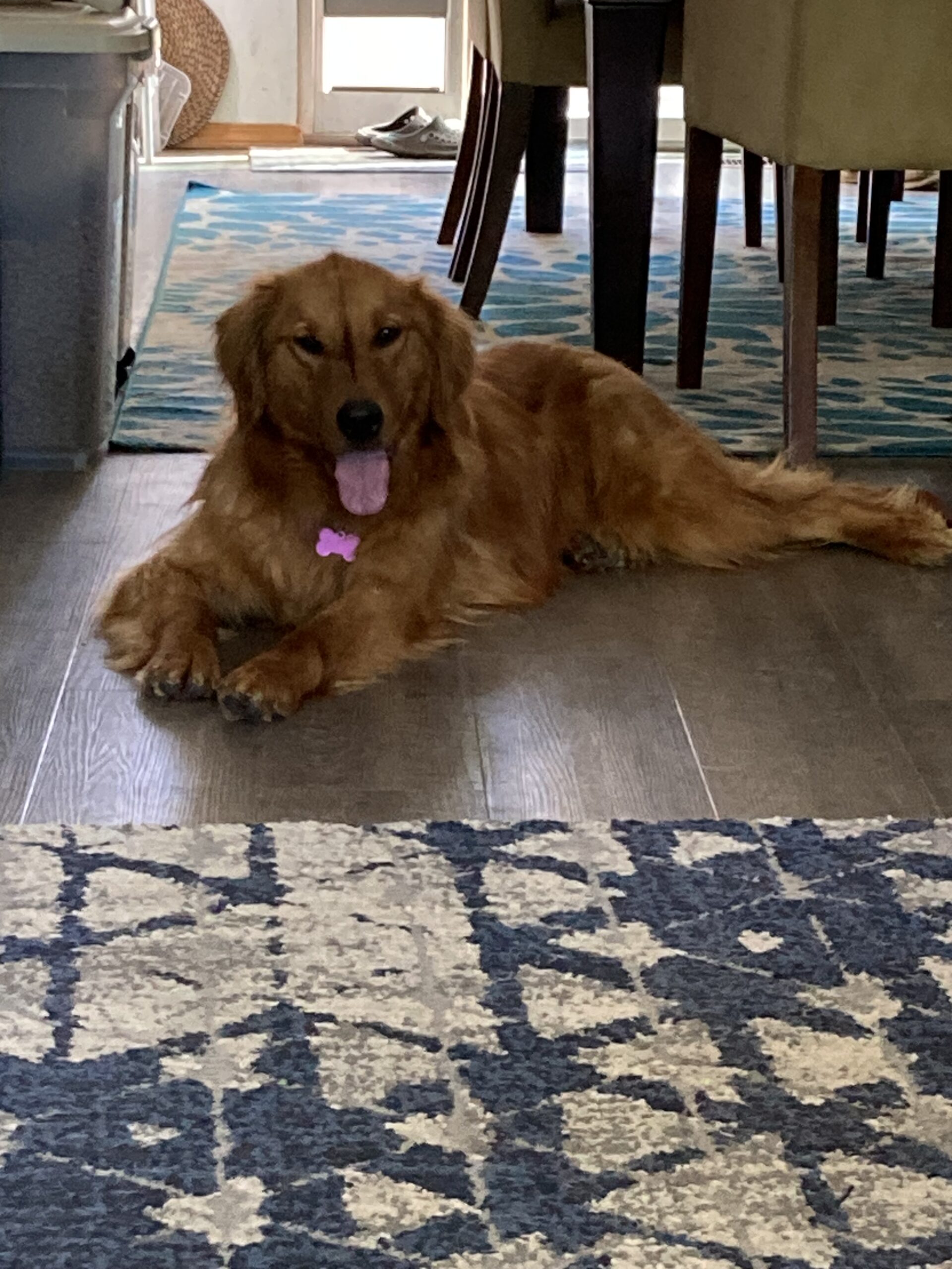 Maverick #3892 - Golden Bond Rescue