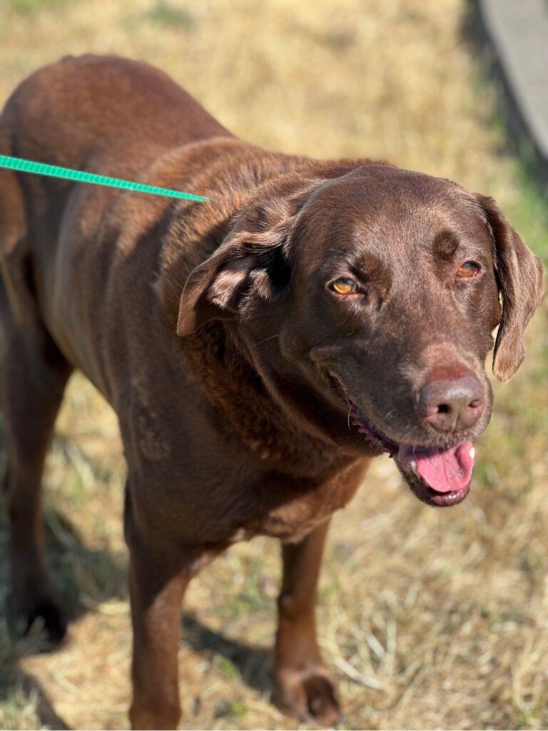 Labrador Adoption | Labrador Retriever Rescue | Lab Rescue