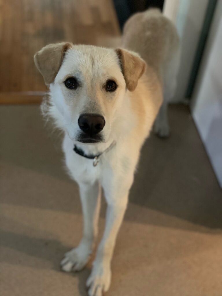 Labrador Adoption | Labrador Retriever Rescue | Lab Rescue