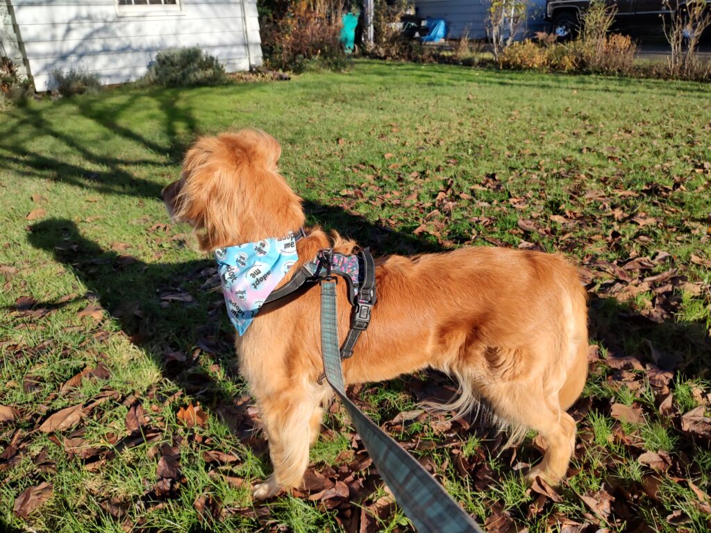 Candace #3886 - Golden Bond Rescue