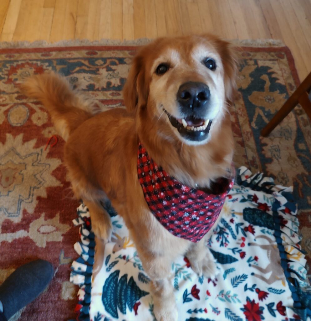 Candace #3886 - Golden Bond Rescue