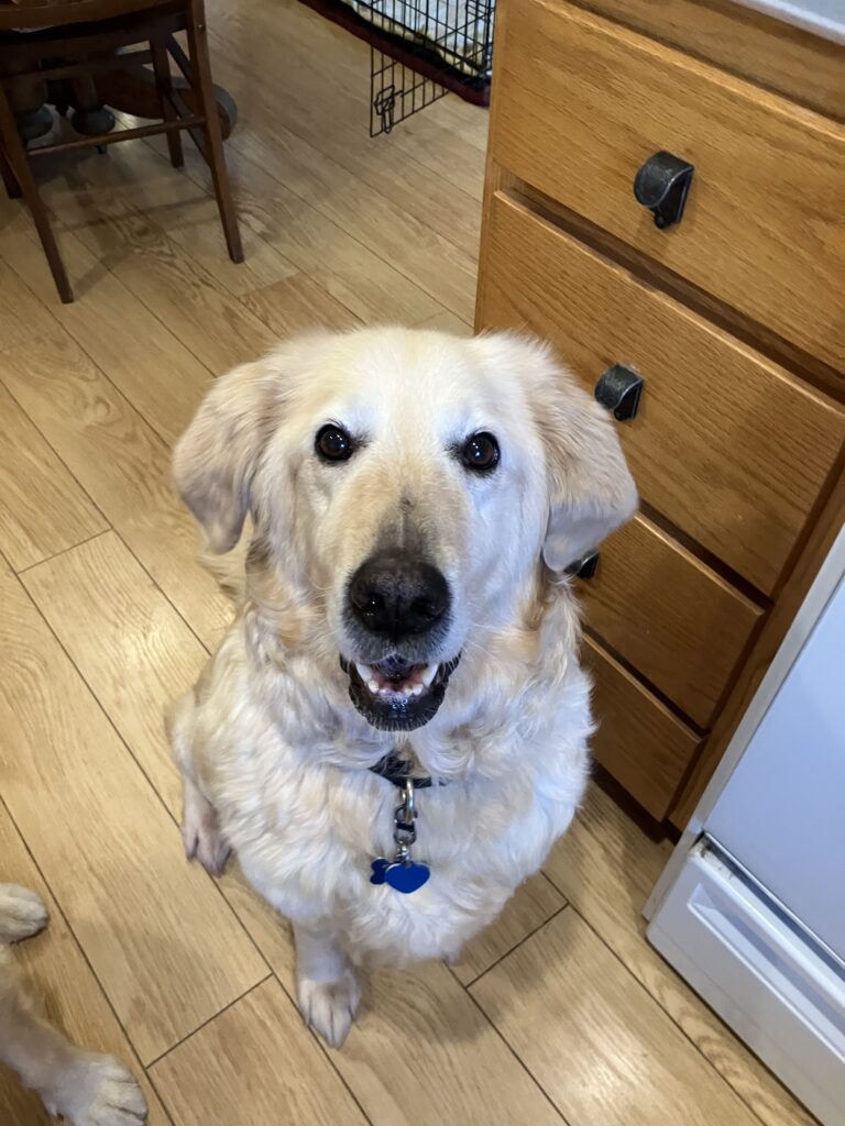 Azelle #4047 - Golden Bond Rescue