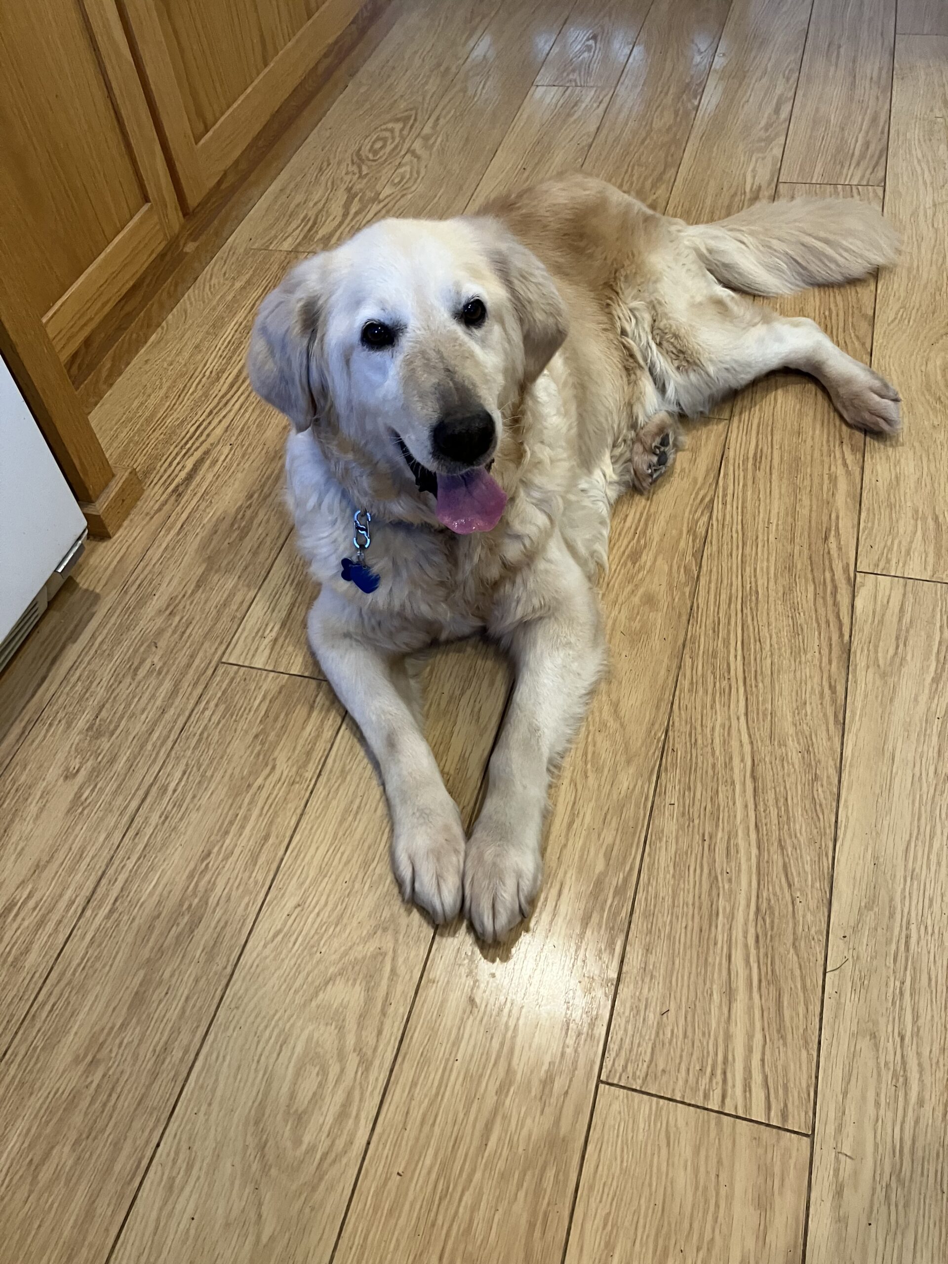 Azelle #4047 - Golden Bond Rescue