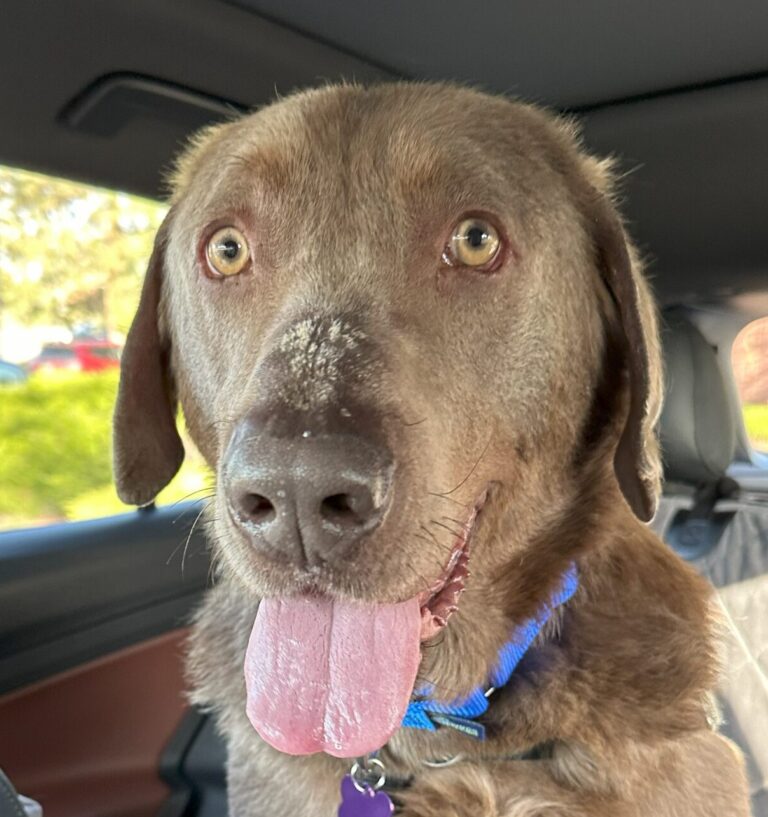 Labrador Retriever Rescueand Adoption - Golden Bond Rescue