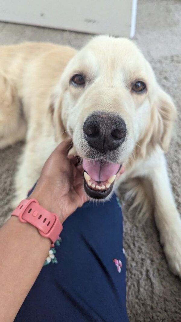 Golden Retriever Rescue and Adoption - Golden Bond Rescue