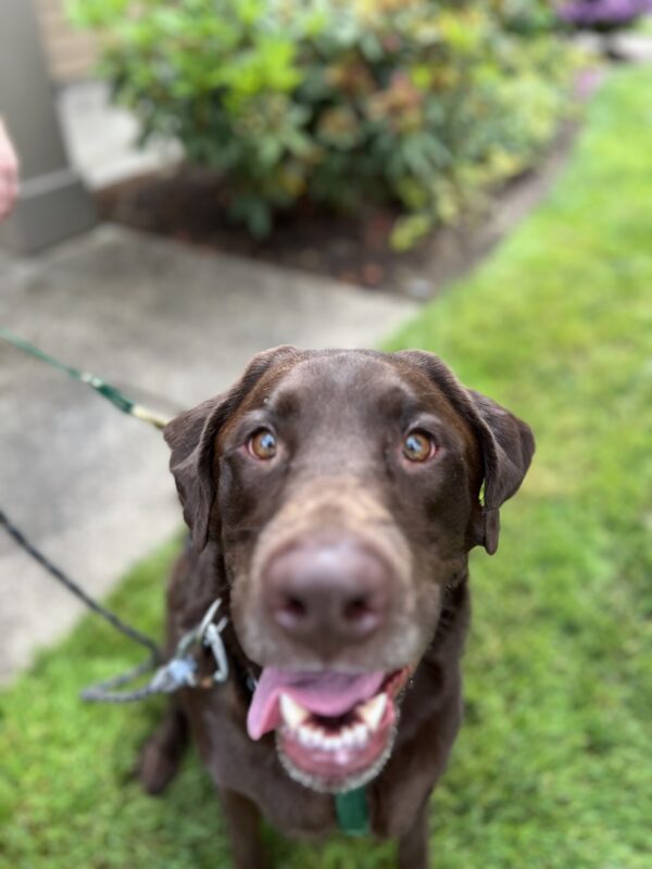 Labrador Retriever Rescueand Adoption - Golden Bond Rescue