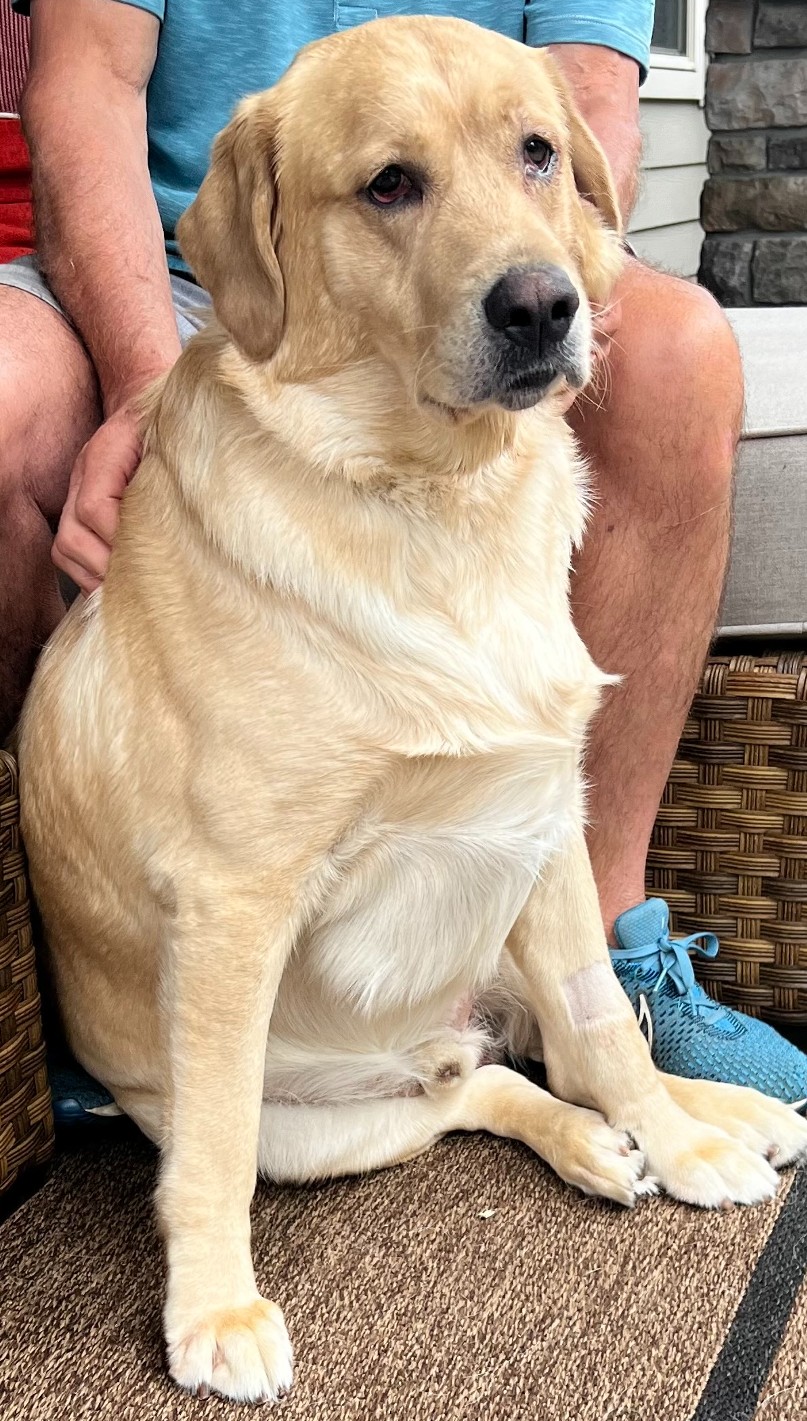 Rescue Dogs in Foster Care - Golden Bond Rescue