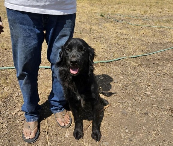 Cloud #4140 - Golden Bond Rescue