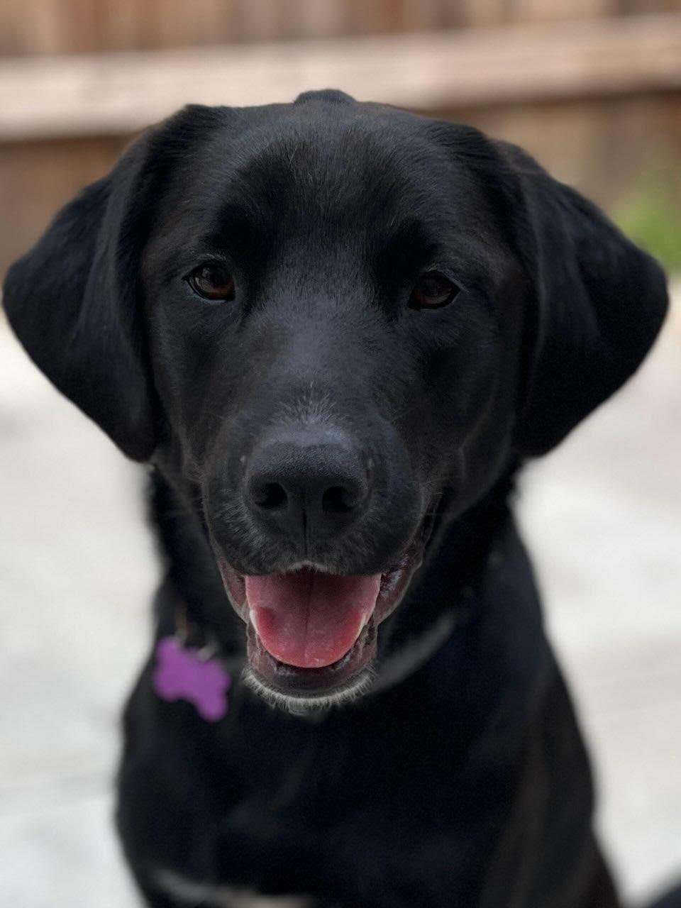 Labrador Retriever Rescueand Adoption - Golden Bond Rescue