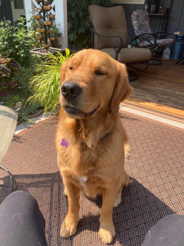 Golden Retriever Rescue and Adoption - Golden Bond Rescue