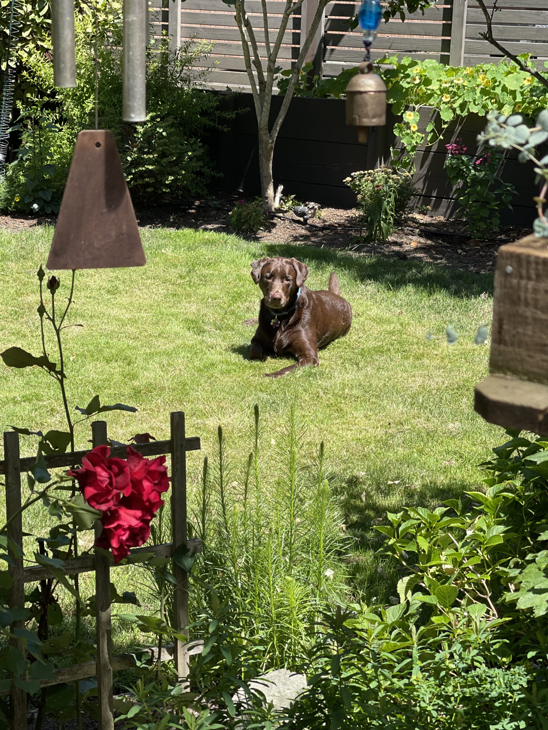 Brandy #4100 - Golden Bond Rescue