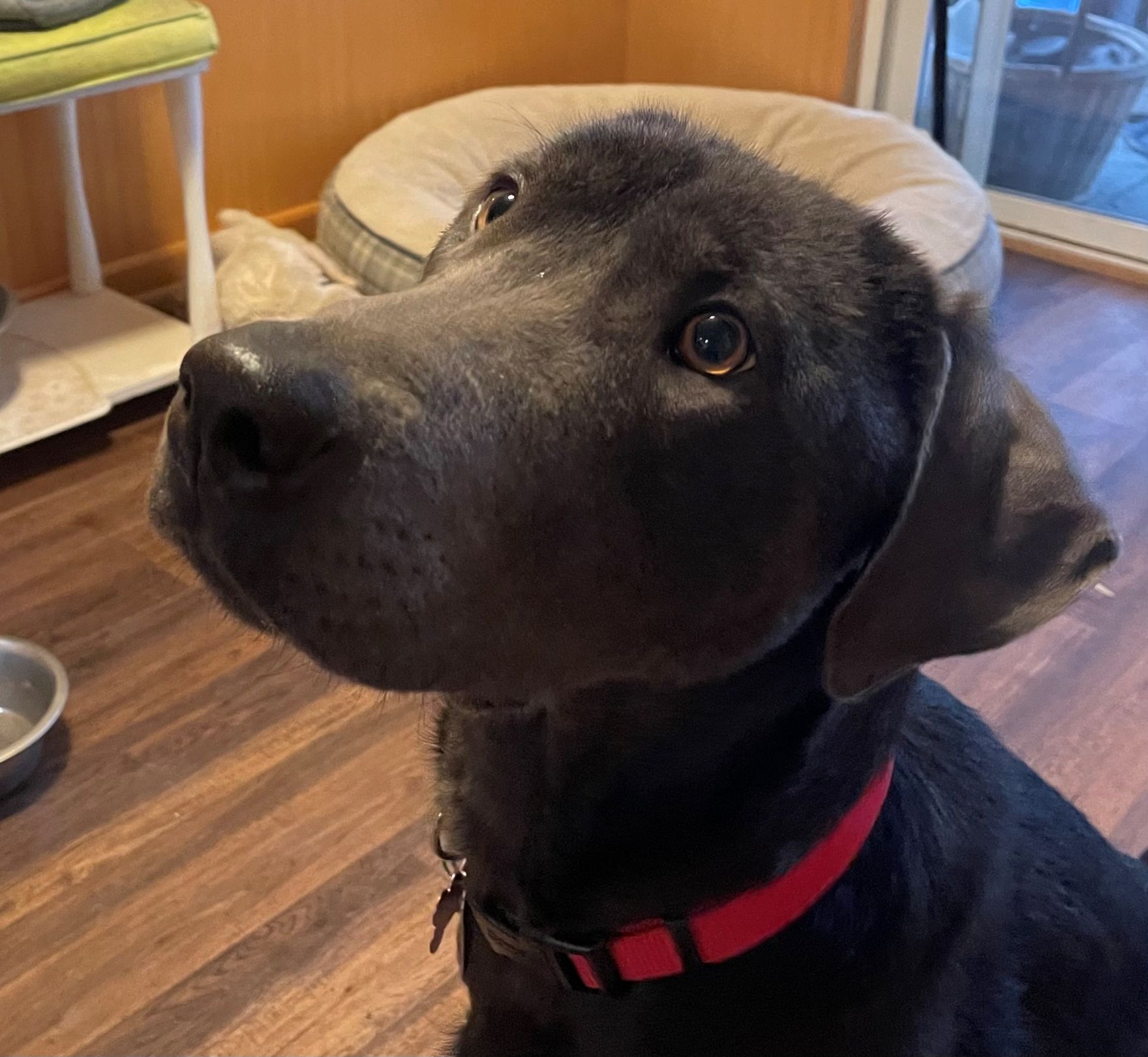 Jake #4159 - Golden Bond Rescue