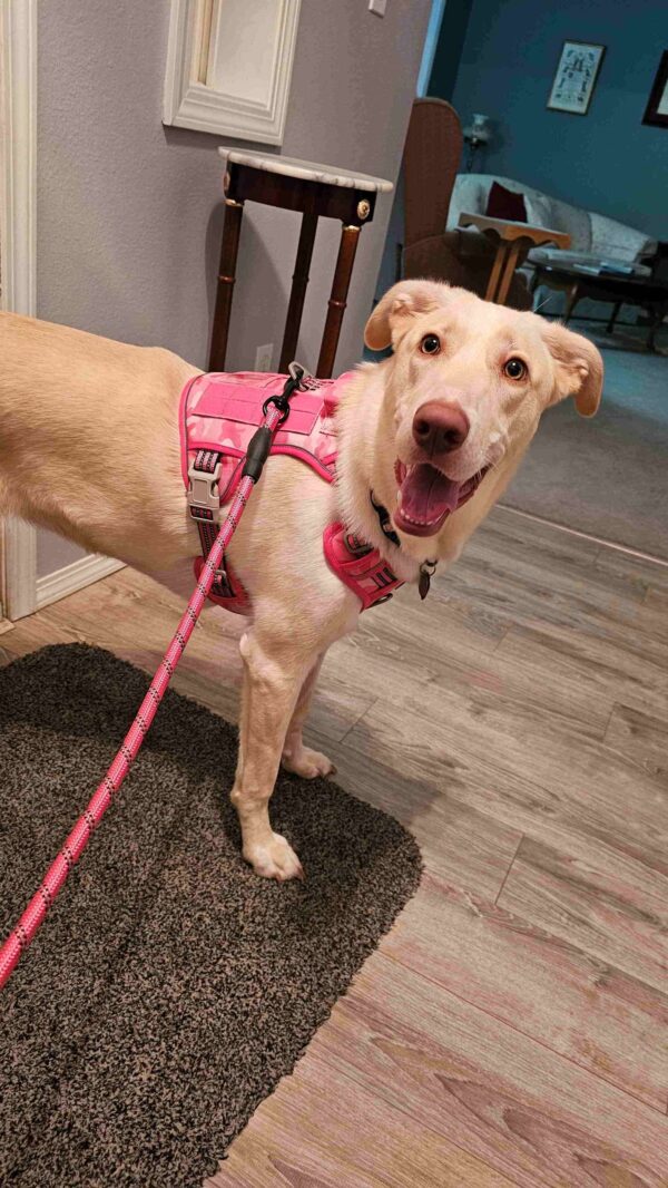 Rescue Dogs in Foster Care - Golden Bond Rescue