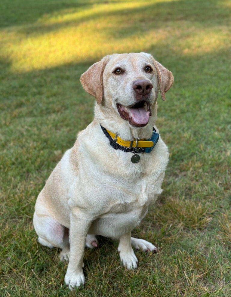 Labrador Retriever Rescueand Adoption - Golden Bond Rescue