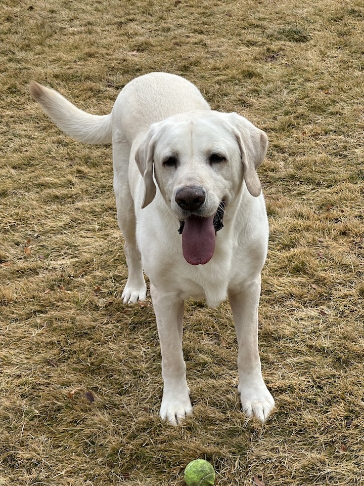 Duke #4198 - Golden Bond Rescue