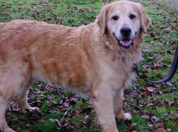 Rescue Dogs in Foster Care - Golden Bond Rescue