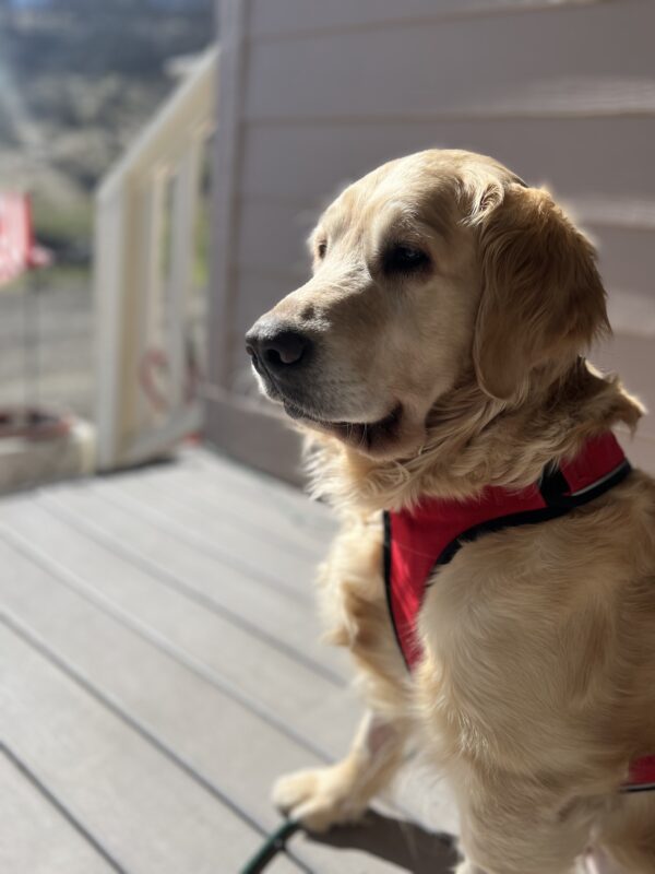 Rescue Dogs in Foster Care - Golden Bond Rescue