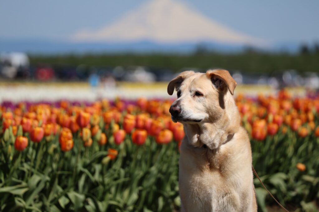 Steve #3758 - Golden Bond Rescue