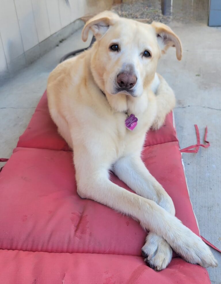 Steve #3758 - Golden Bond Rescue
