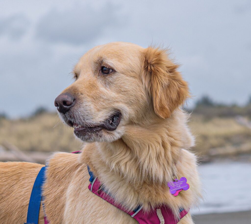 Fay #4218 - Golden Bond Rescue
