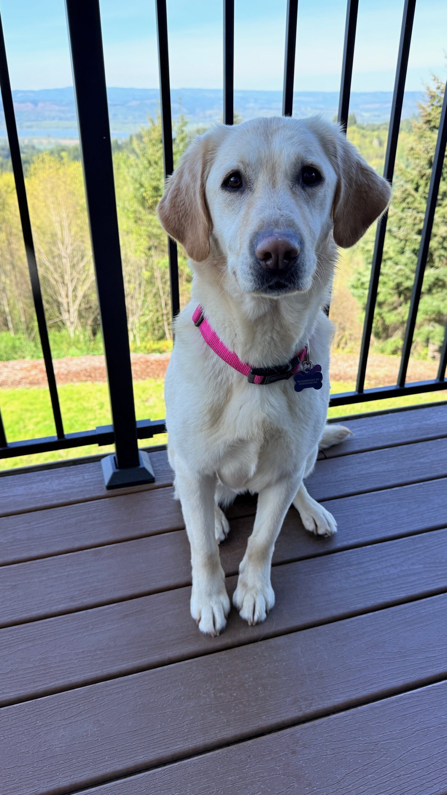 Freya #4250 - Golden Bond Rescue