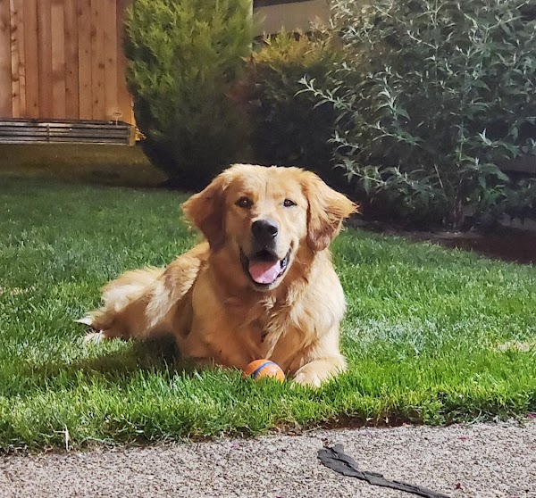 Audrey Hepburn #4268 - Golden Bond Rescue