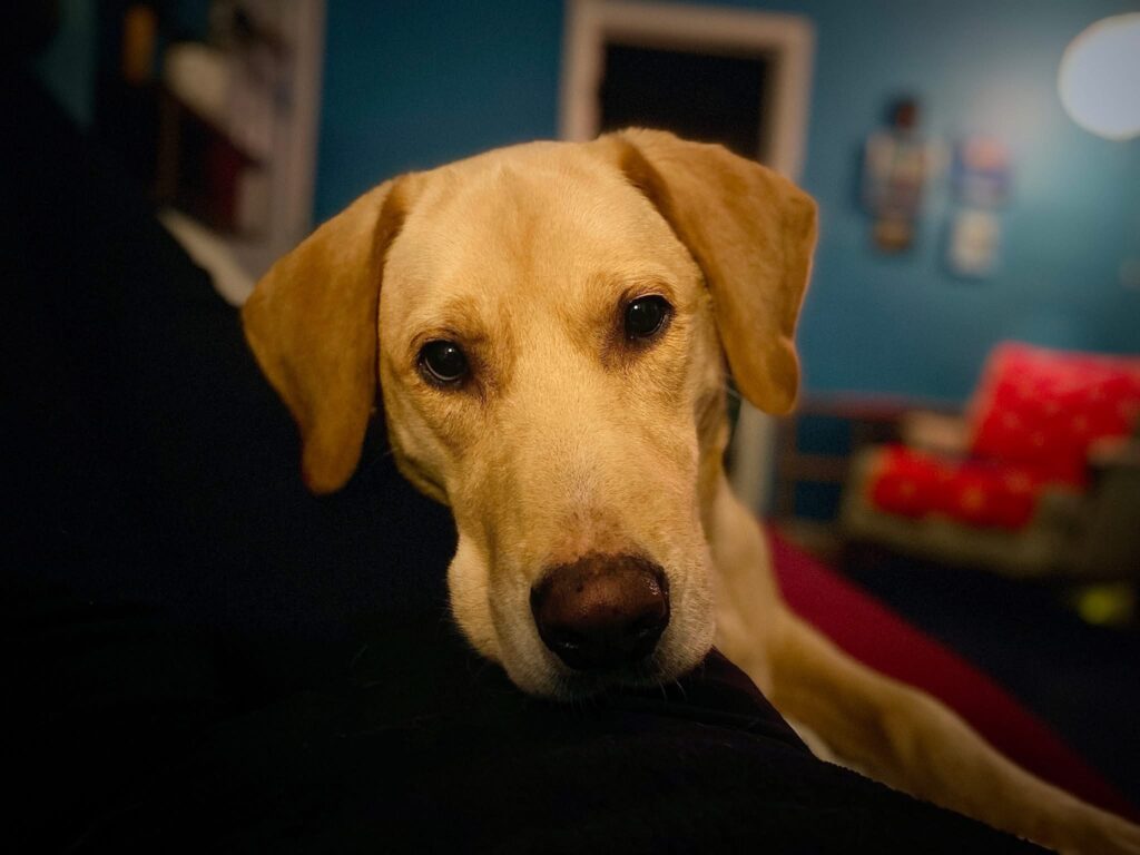 Auggie - Golden Bond Rescue
