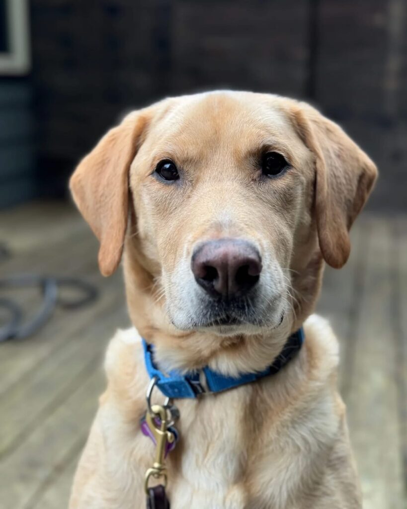 Auggie - Golden Bond Rescue