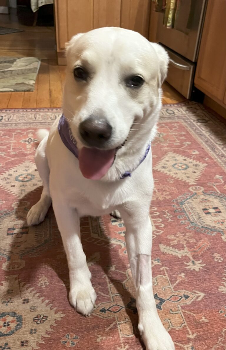 Charming #4290 - Golden Bond Rescue