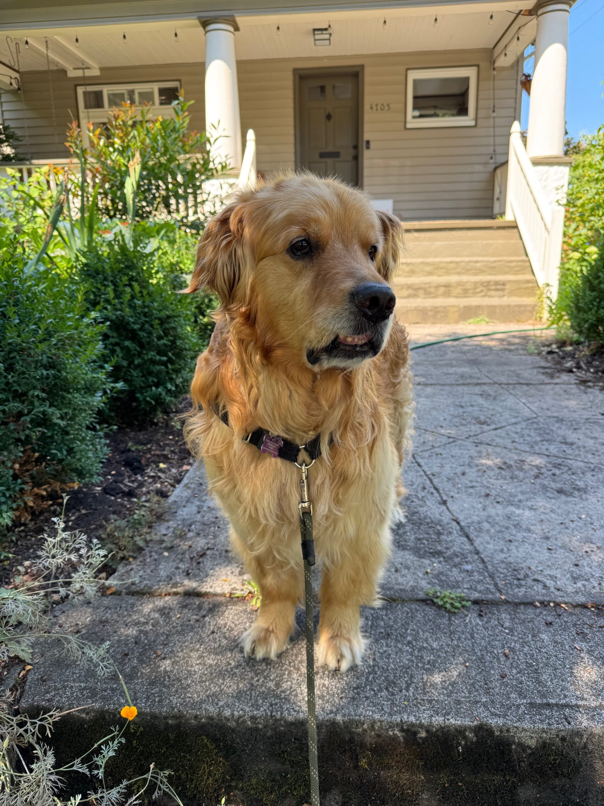 Kirk Douglas #4264 - Golden Bond Rescue