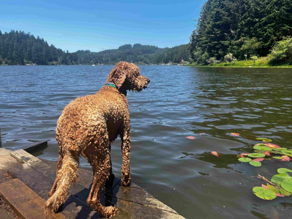 Albus #4287 - Golden Bond Rescue