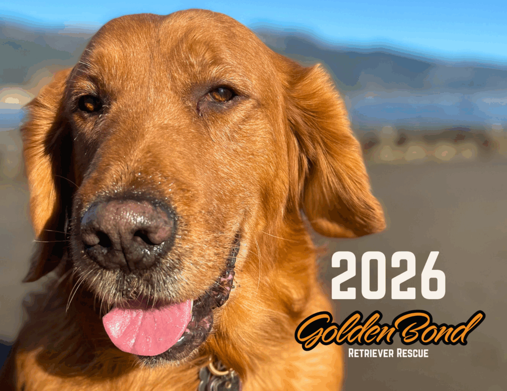 2026 Golden Bond Rescue Calendar - Golden Bond Rescue