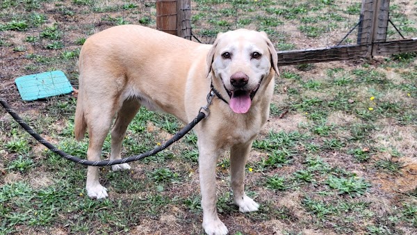 Marley #4229 - Golden Bond Rescue