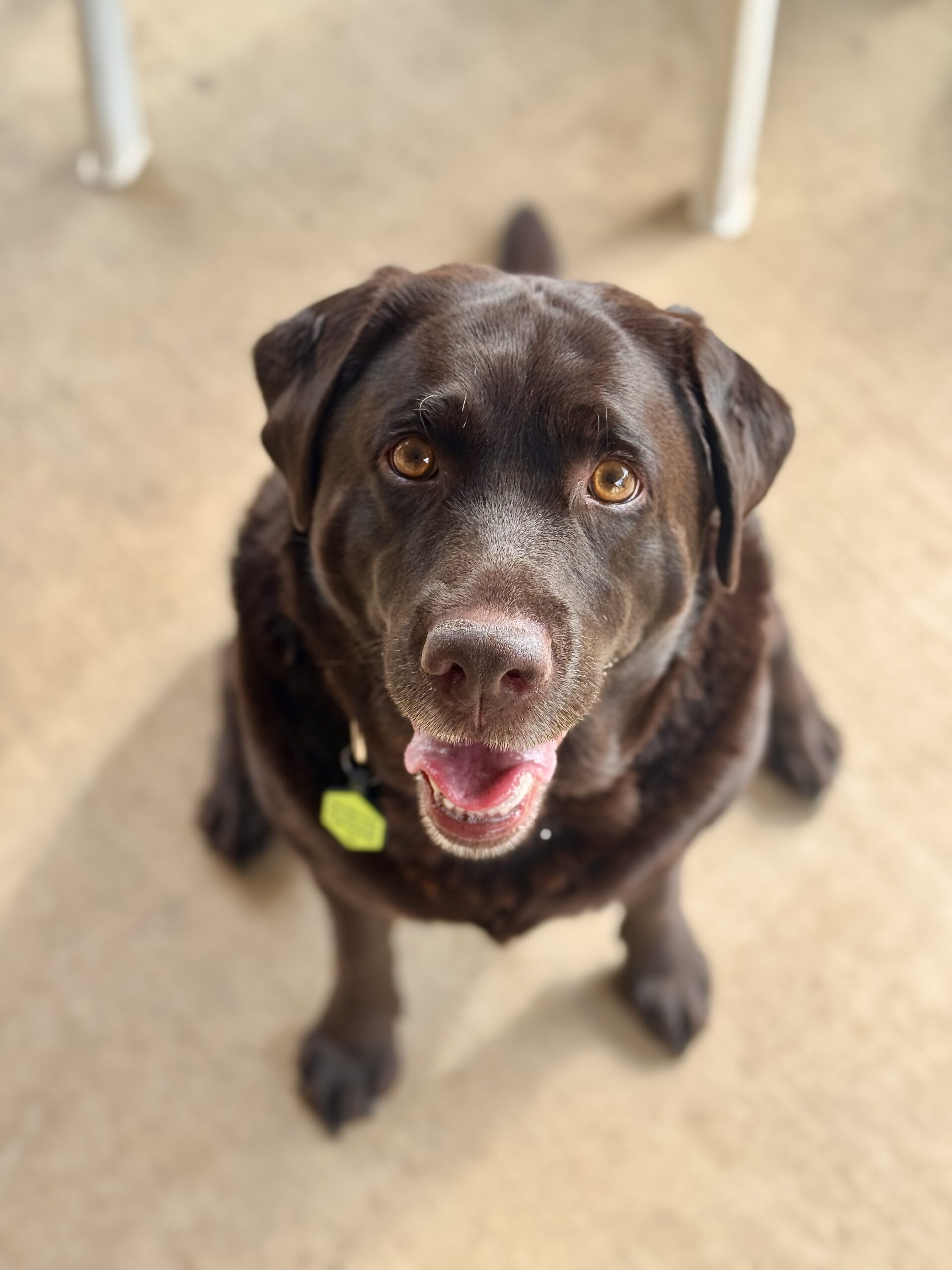 Tess #4332 - Golden Bond Rescue
