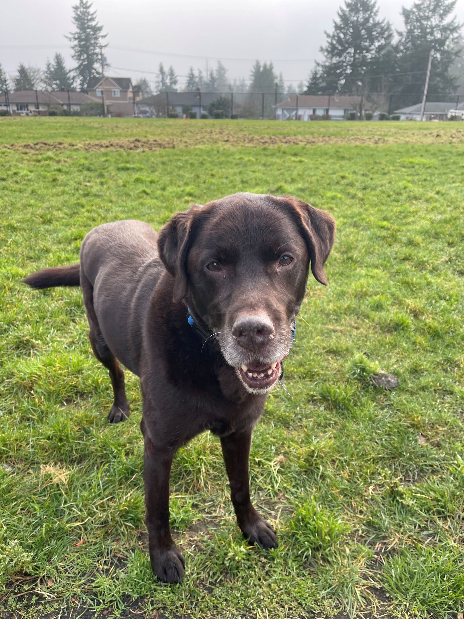 Labrador Retriever Rescueand Adoption - Golden Bond Rescue